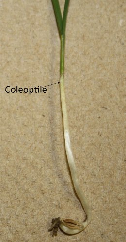 Agronomy | Sunflower District